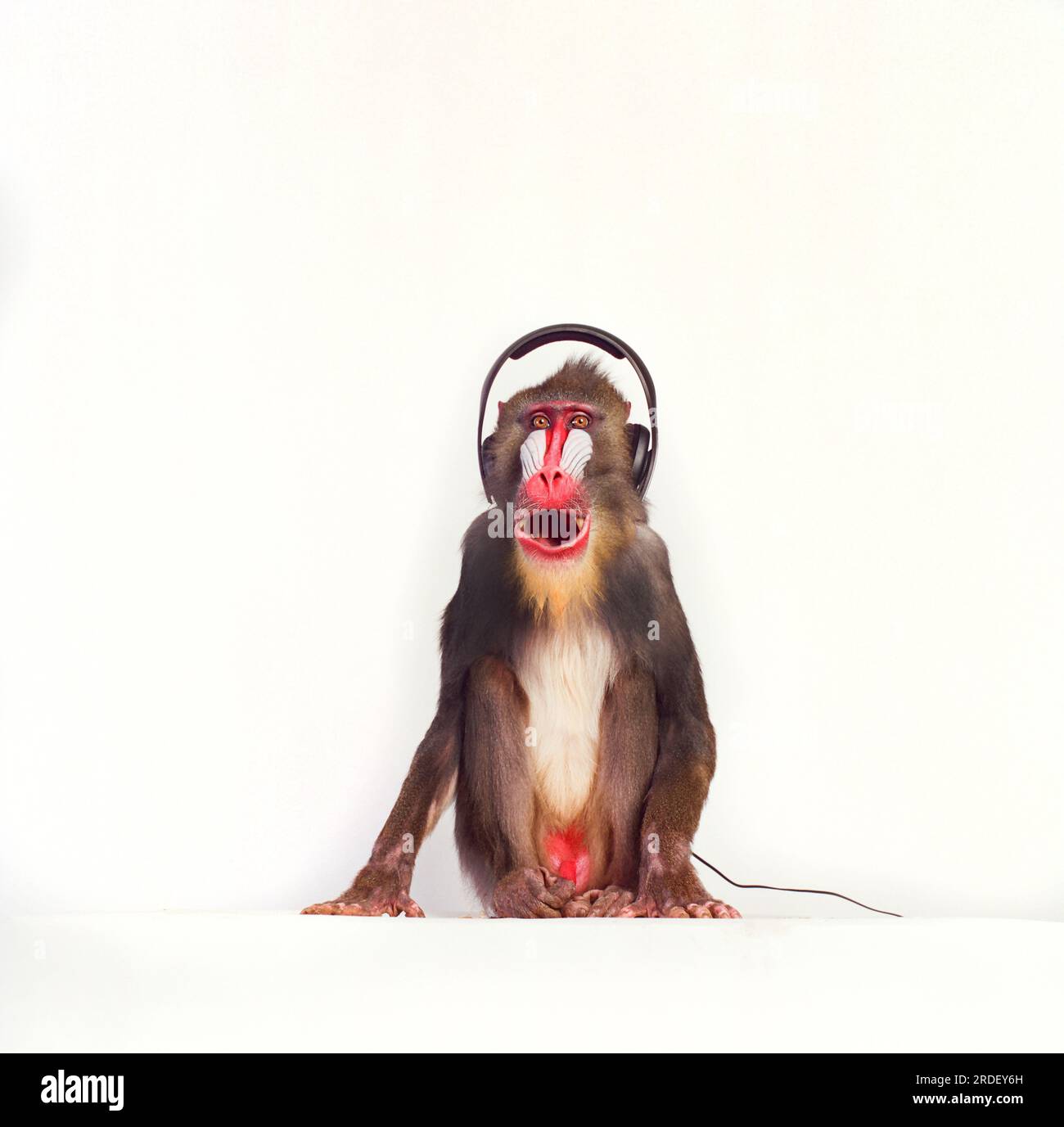 Mandrill Monkey with headphones listening to music in the studio Stock ...