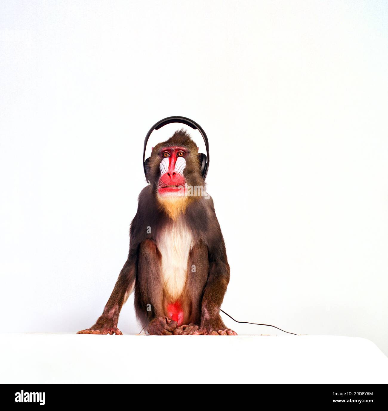 Mandrill Monkey with headphones listening to music in the studio Stock ...