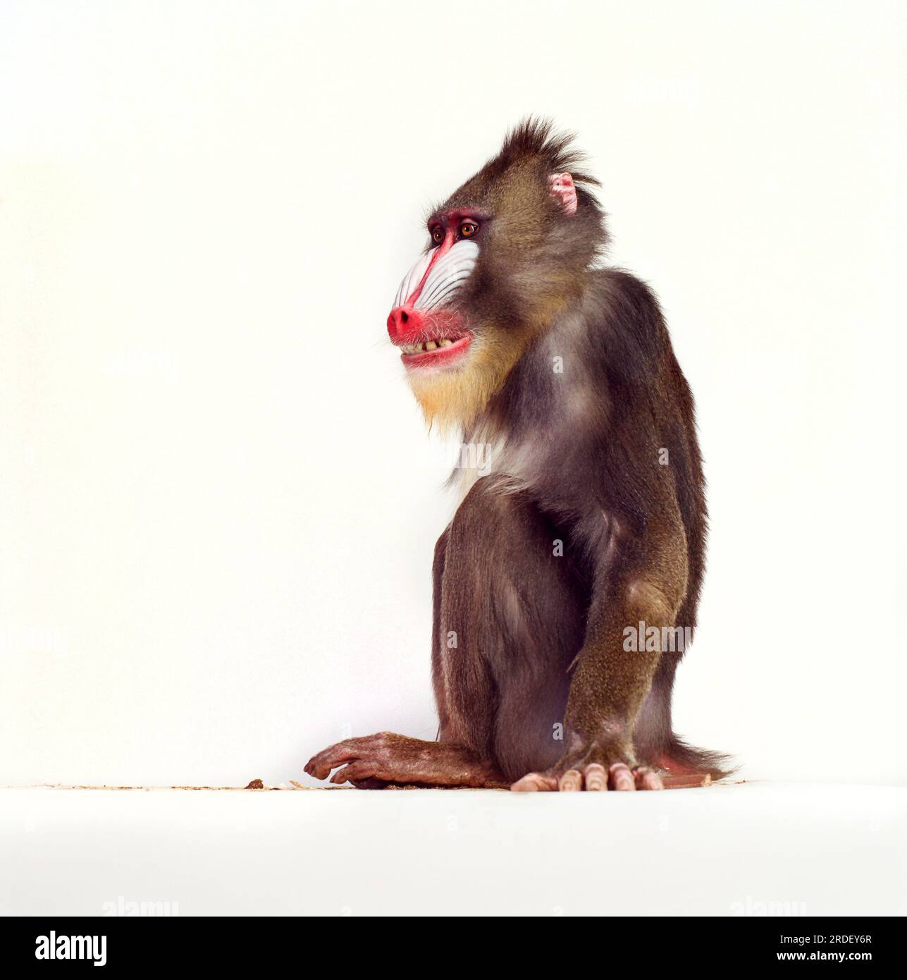 The white monkey film hi-res stock photography and images - Alamy