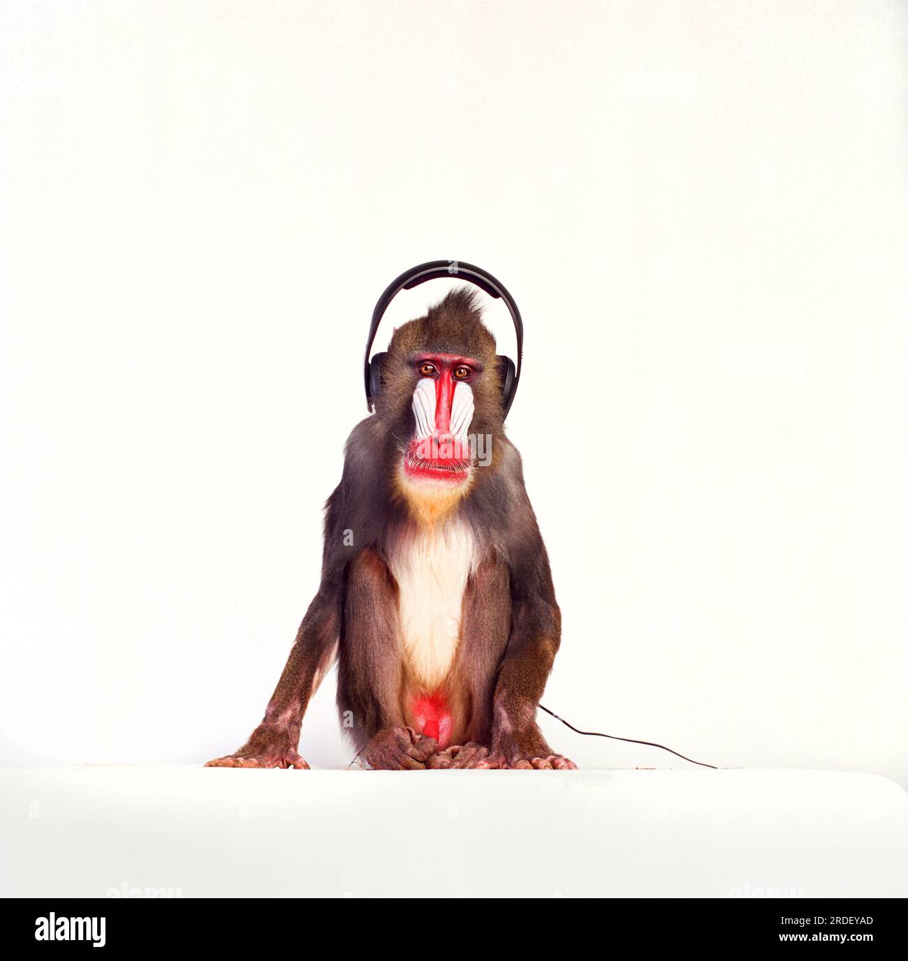 Mandrill Monkey with headphones listening to music in the studio Stock ...