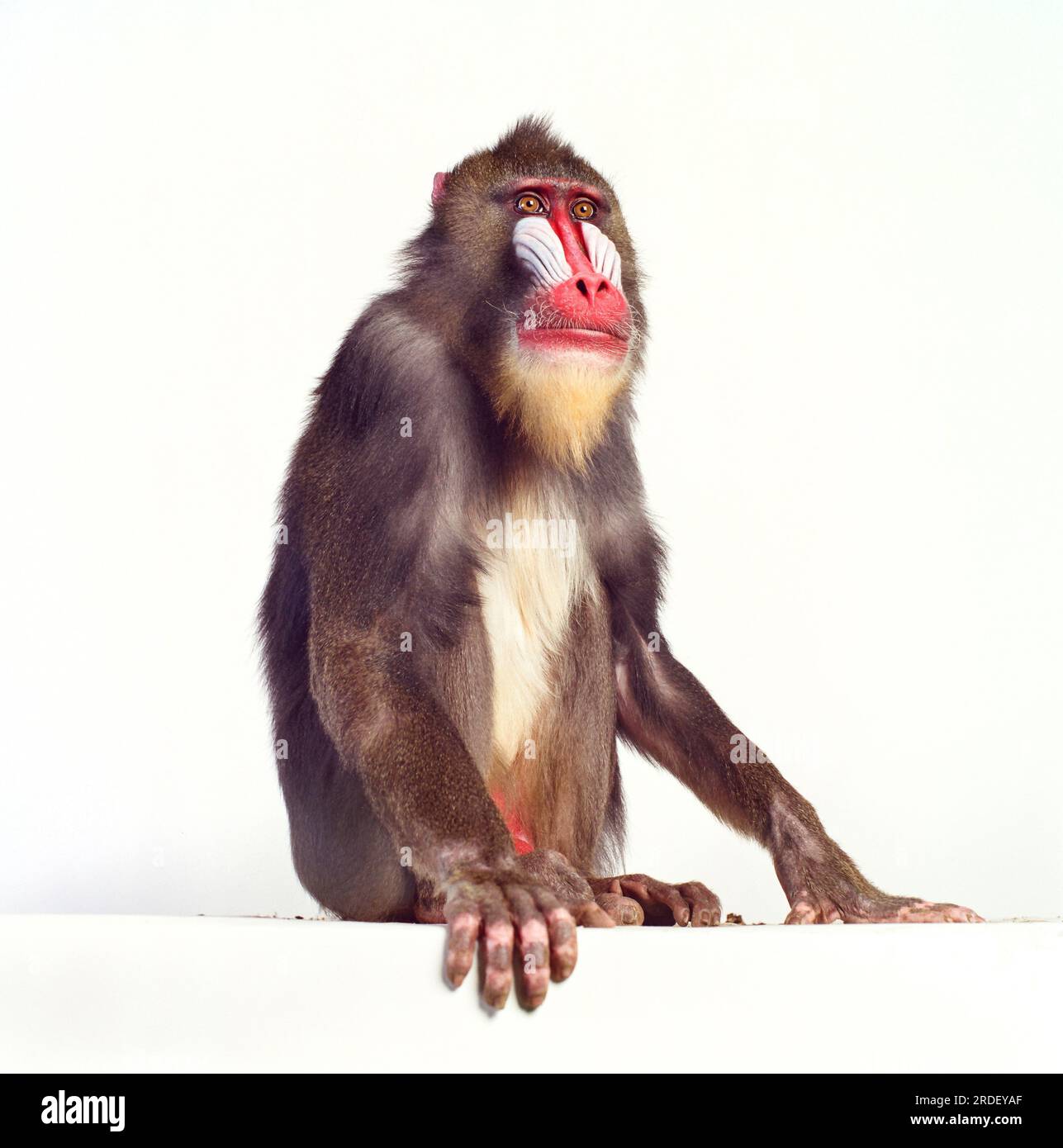 The white monkey film hi-res stock photography and images - Alamy
