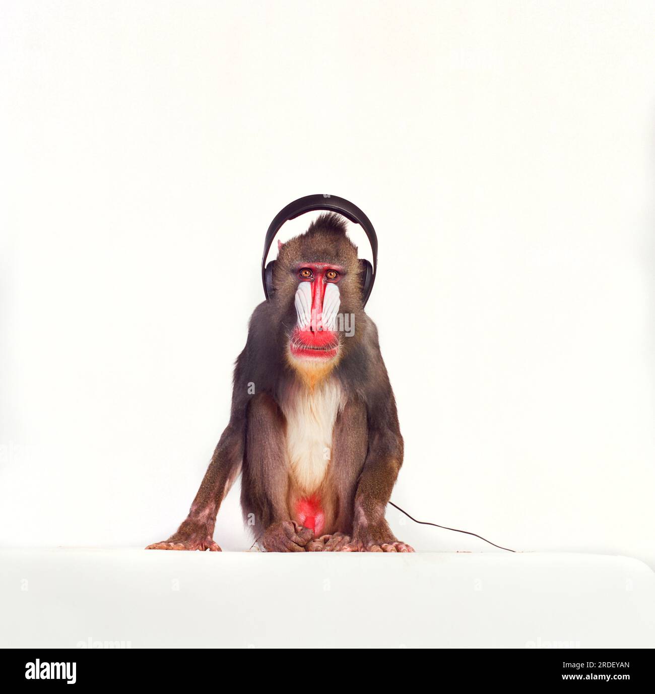 Mandrill Monkey with headphones listening to music in the studio Stock ...