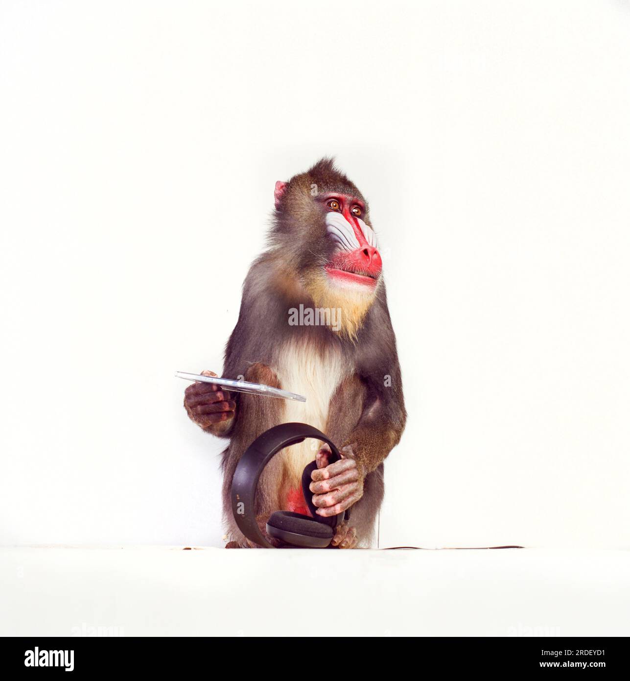 The white monkey film hi-res stock photography and images - Alamy