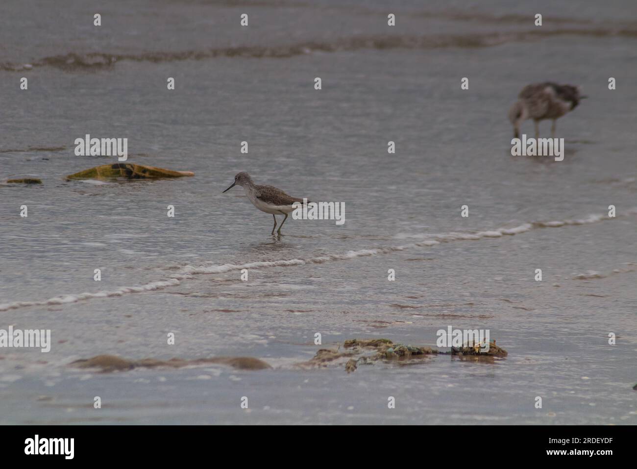 Coastal Wanderers: Common Greenshank Birds Soaring Over Beach Stock ...
