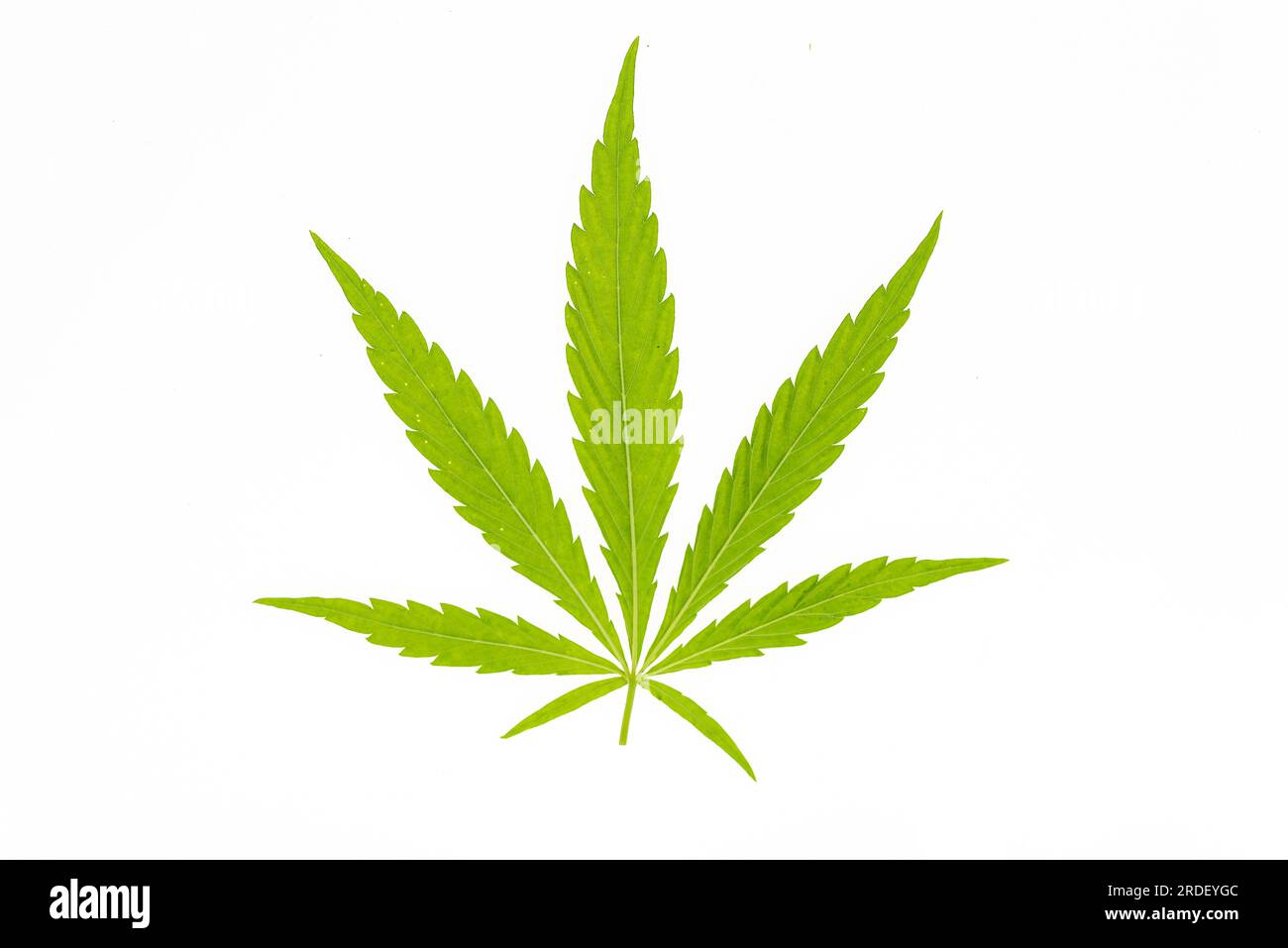 Mexico drug cartel marijuana Cut Out Stock Images & Pictures - Alamy