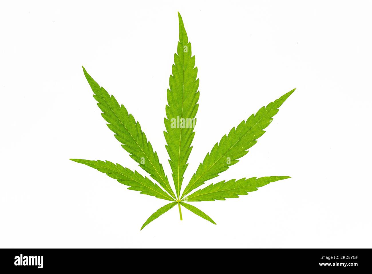 Mexico drug cartel marijuana Cut Out Stock Images & Pictures - Alamy