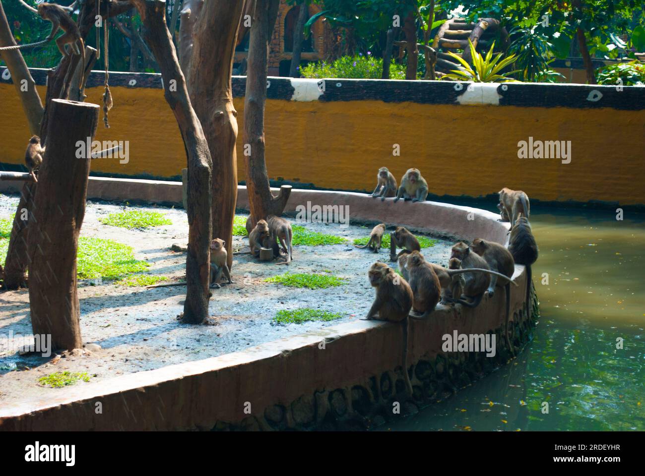 Monkey zoo jumping hi-res stock photography and images - Alamy