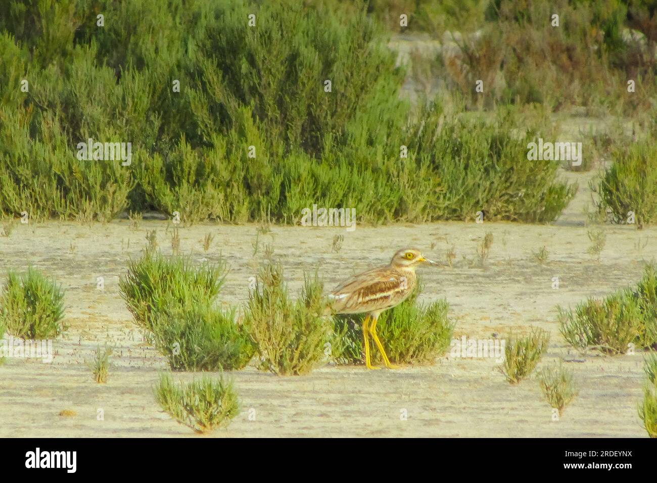 Wildland Stalkers: Eurasian Stone-curlew Birds Gliding Over Nature ...