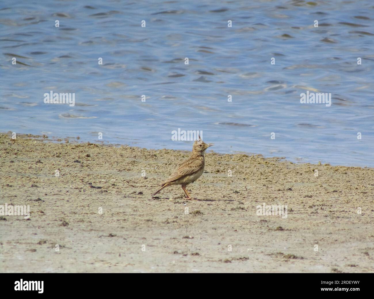 Coastal Serenade: Crested Lark Birds Gliding Above Beach Stock Photo ...