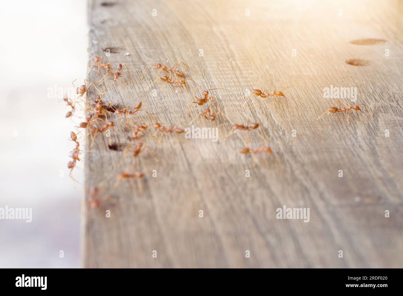 Fire ants are looking for food. Action group of fire ants on blurred ...
