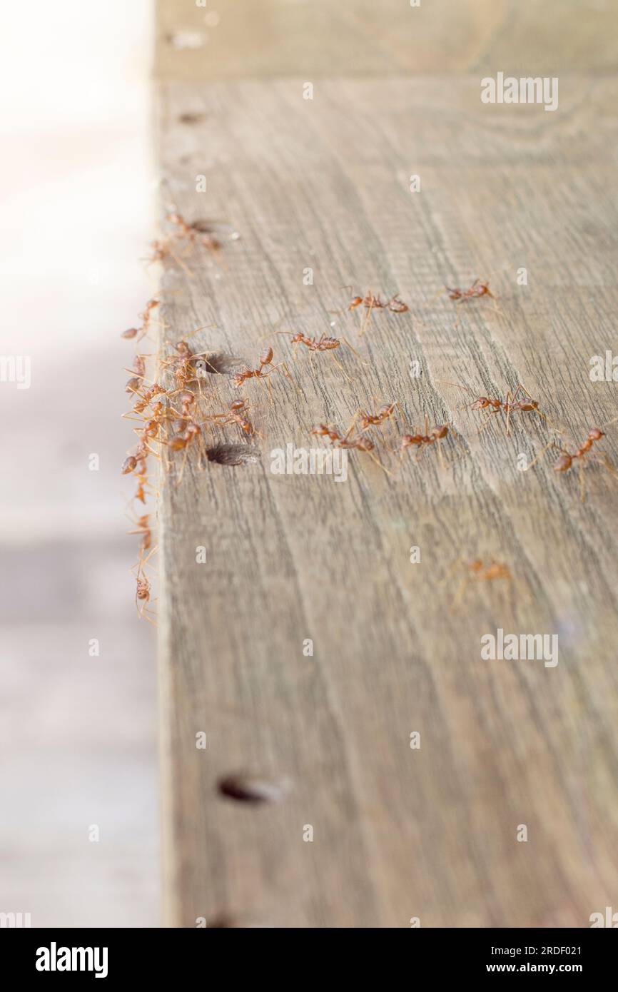 Fire ants are looking for food. Action group of fire ants on blurred background Stock Photo - Alamy