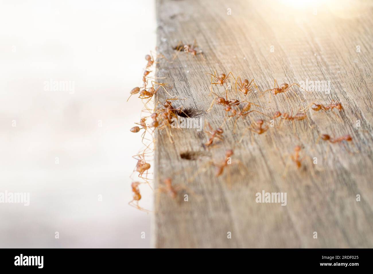 Fire ants are looking for food. Action group of fire ants on blurred ...
