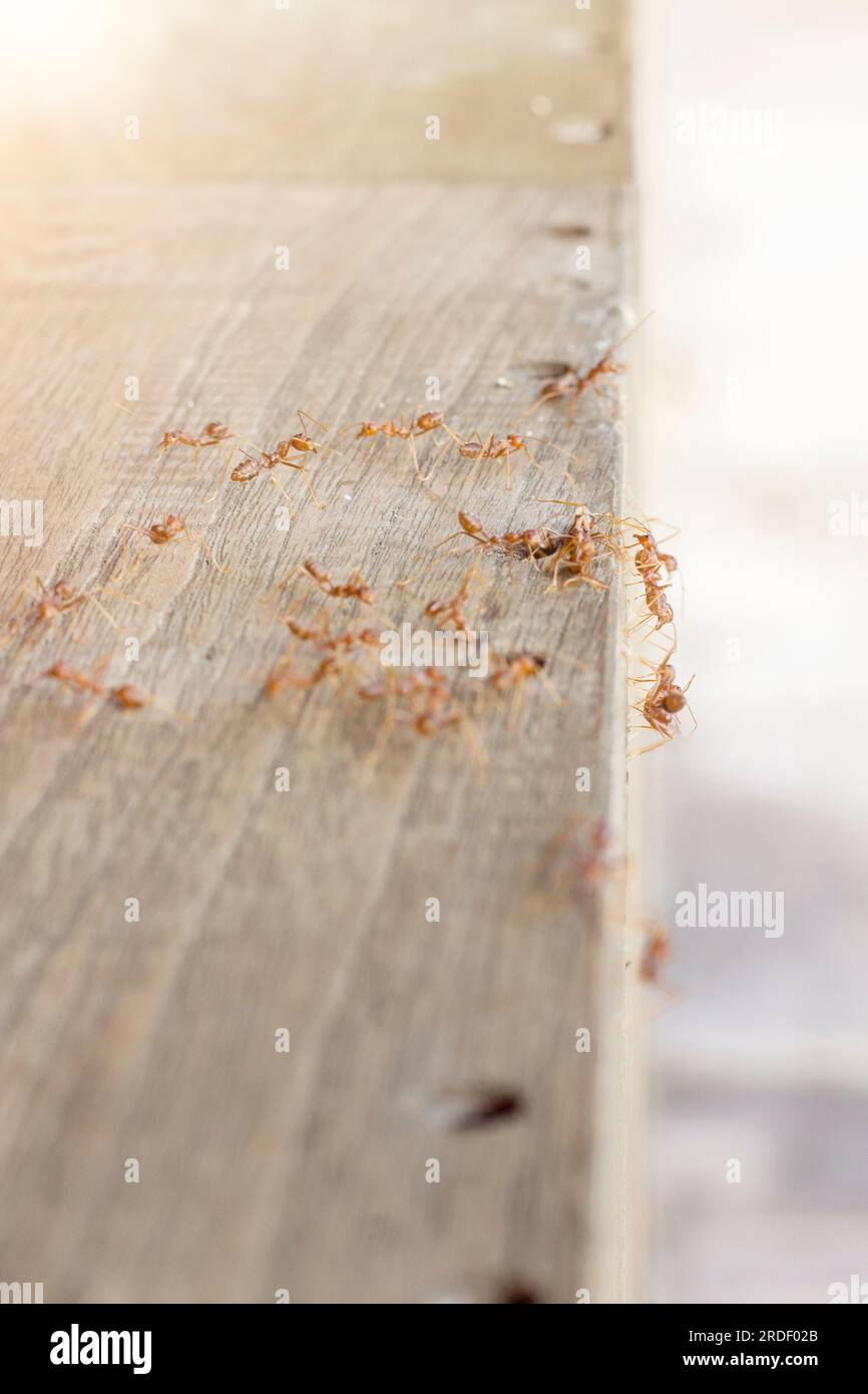 Fire ants are looking for food. Action group of fire ants on blurred background Stock Photo - Alamy