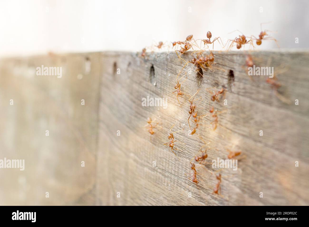 Fire ants are looking for food. Action group of fire ants on blurred ...