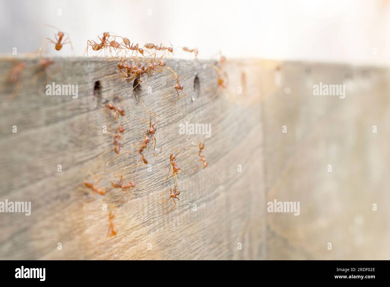 Fire ants field hi-res stock photography and images - Alamy