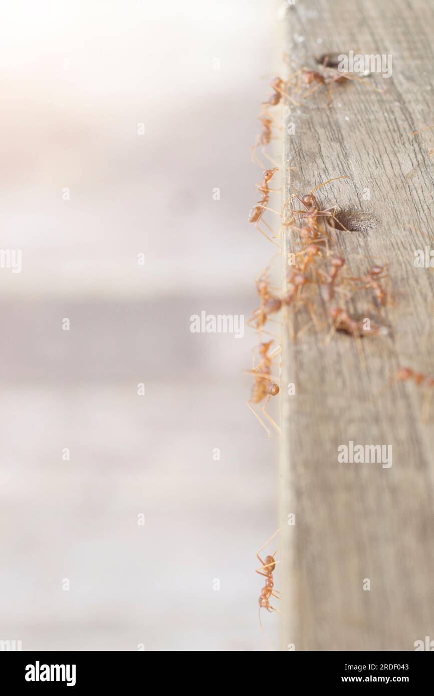 Fire ants are looking for food. Action group of fire ants on blurred ...