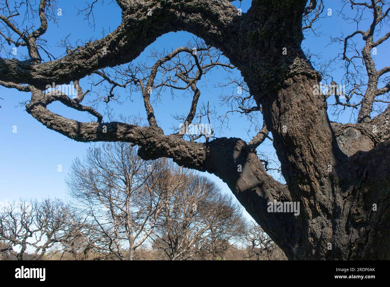 Tree forest fire woodland hi-res stock photography and images - Alamy