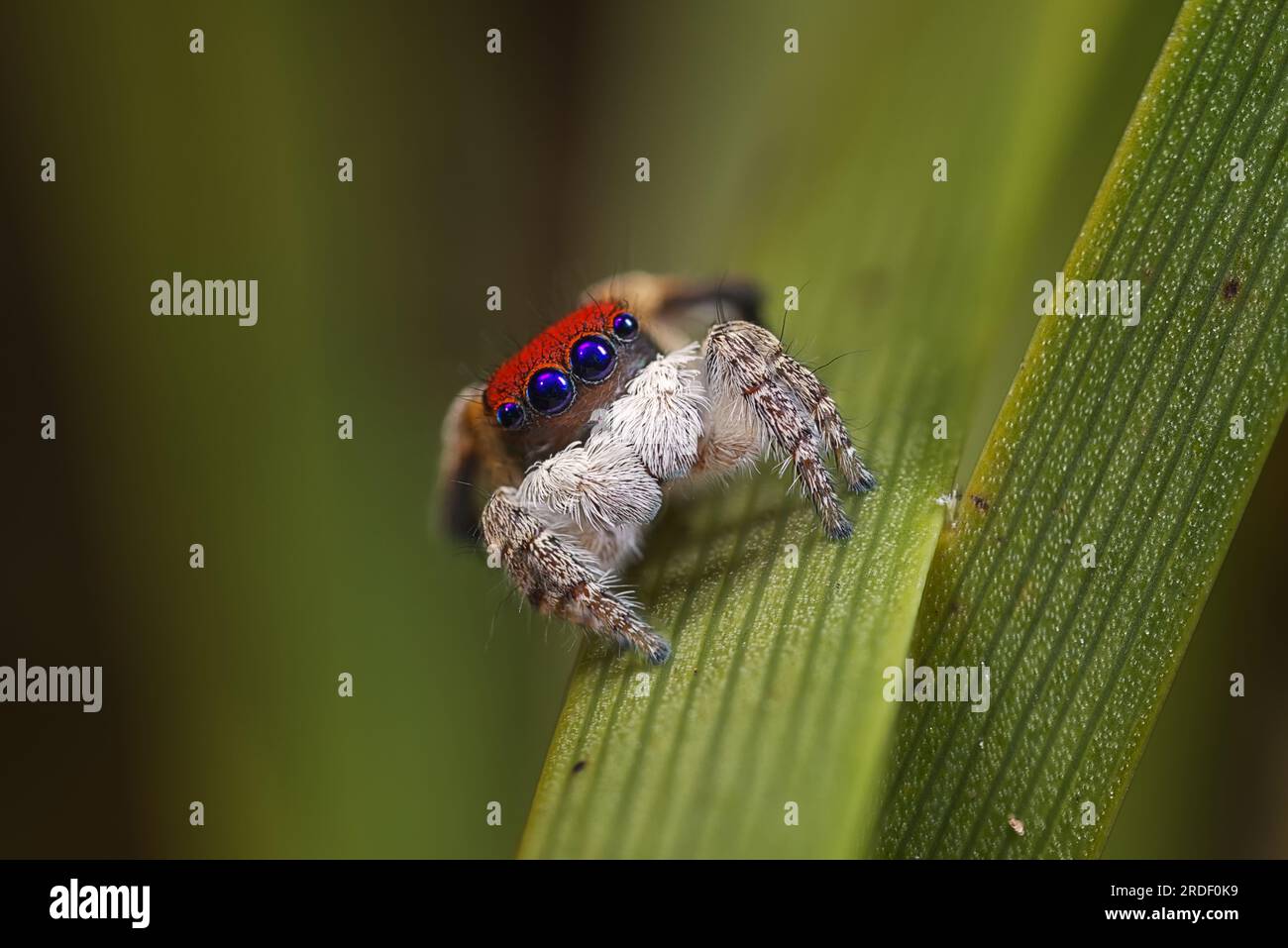 Peacock spider eyes hi-res stock photography and images - Alamy