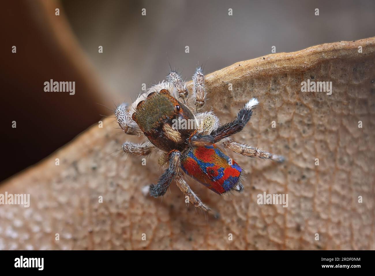 Male Peacock spider, Maratus clupeatus in his breeding colours Stock ...