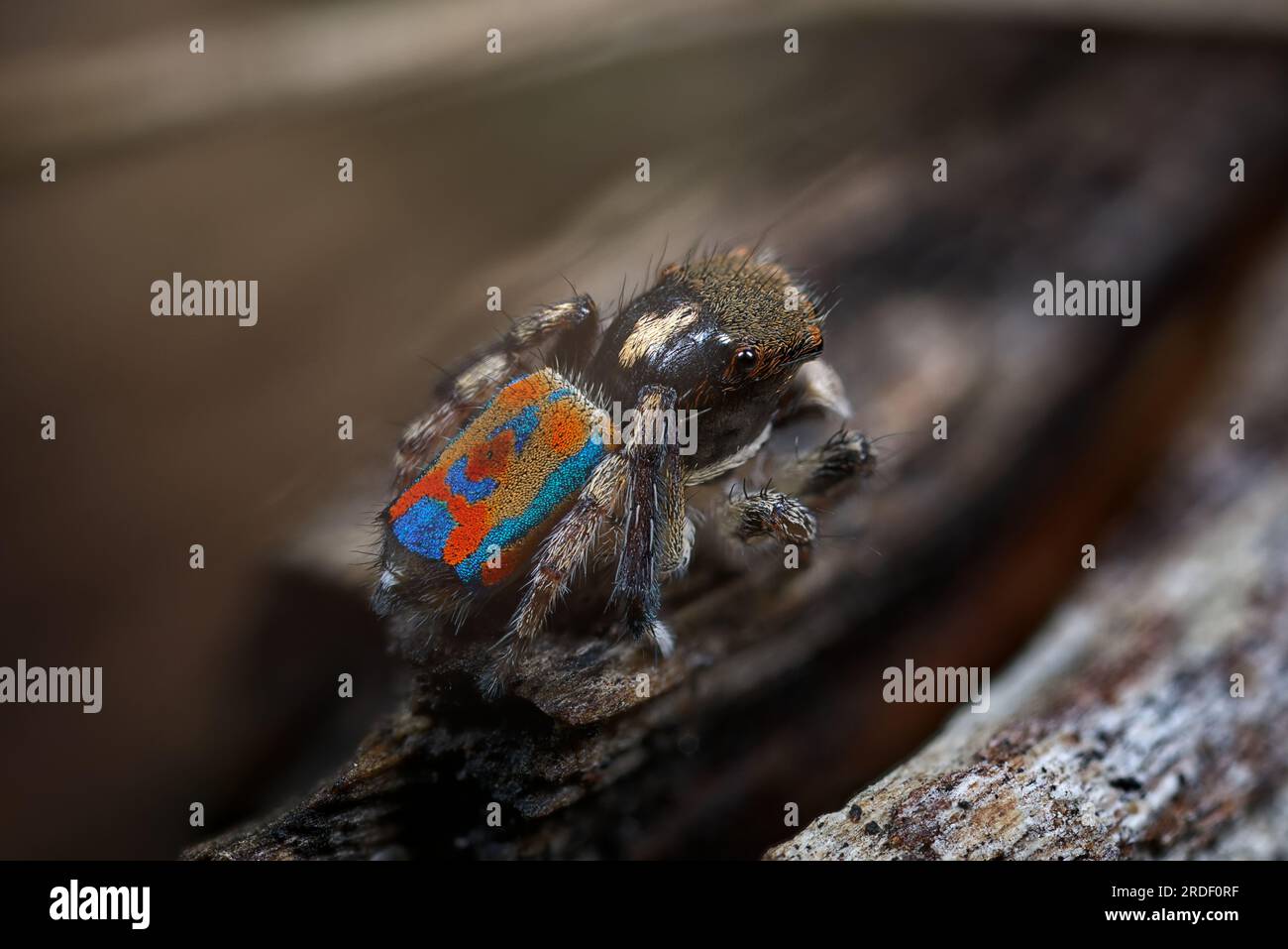 Male Peacock spider, Maratus clupeatus in his breeding colours Stock ...
