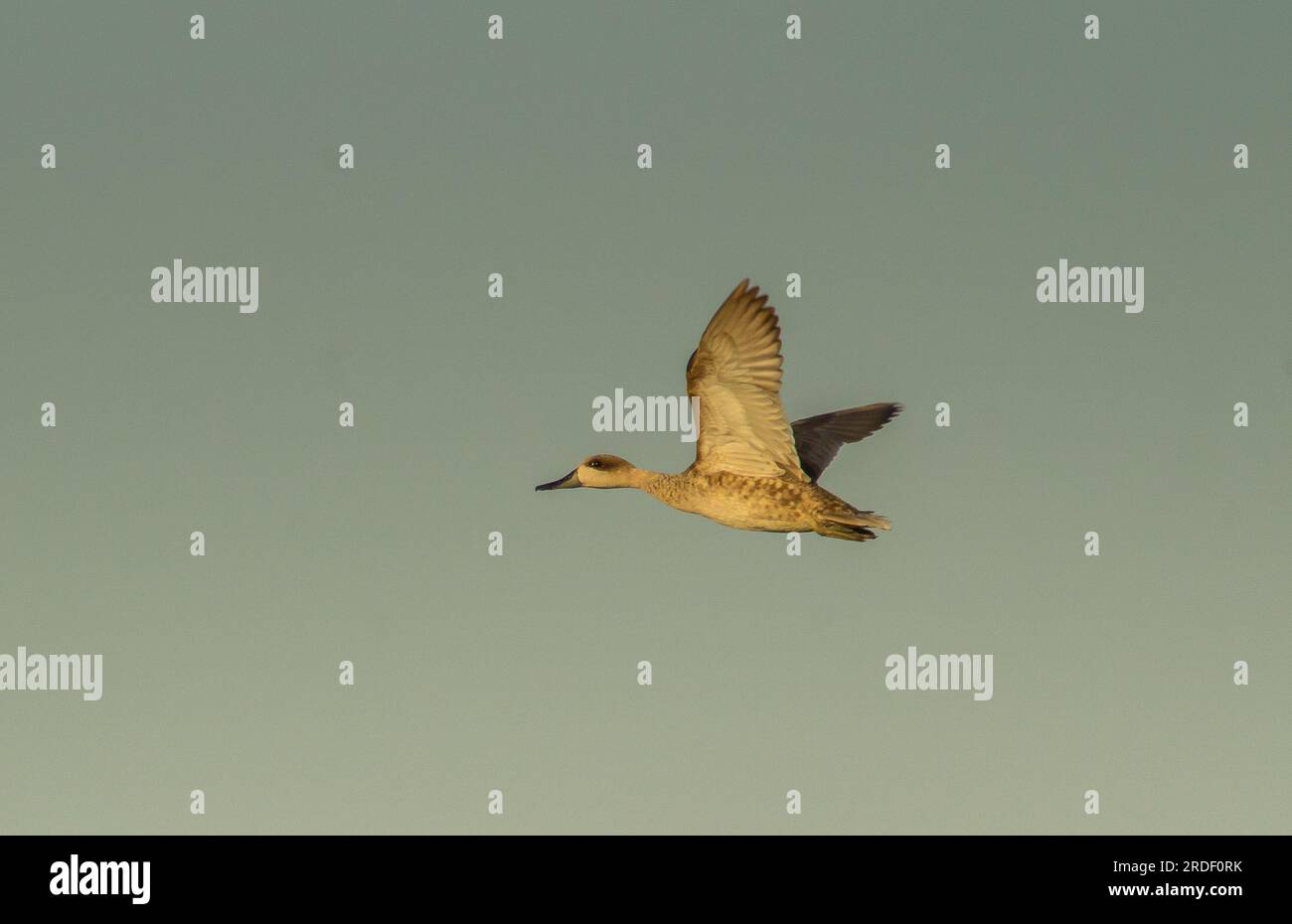 Skybound Flocks: Ducks Soaring Across the Vast Sky Stock Photo - Alamy