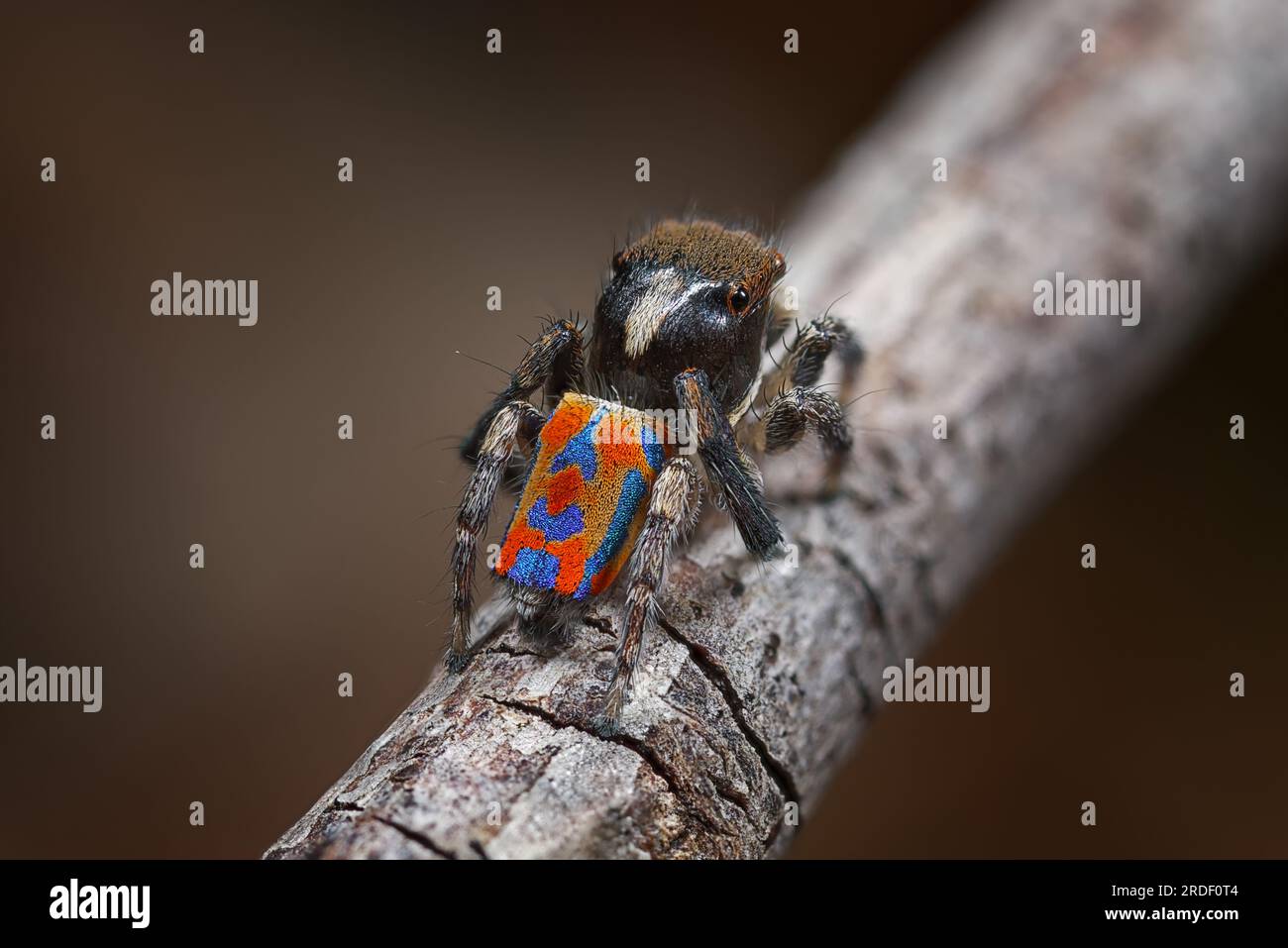 Male Peacock spider, Maratus clupeatus in his breeding colours Stock ...