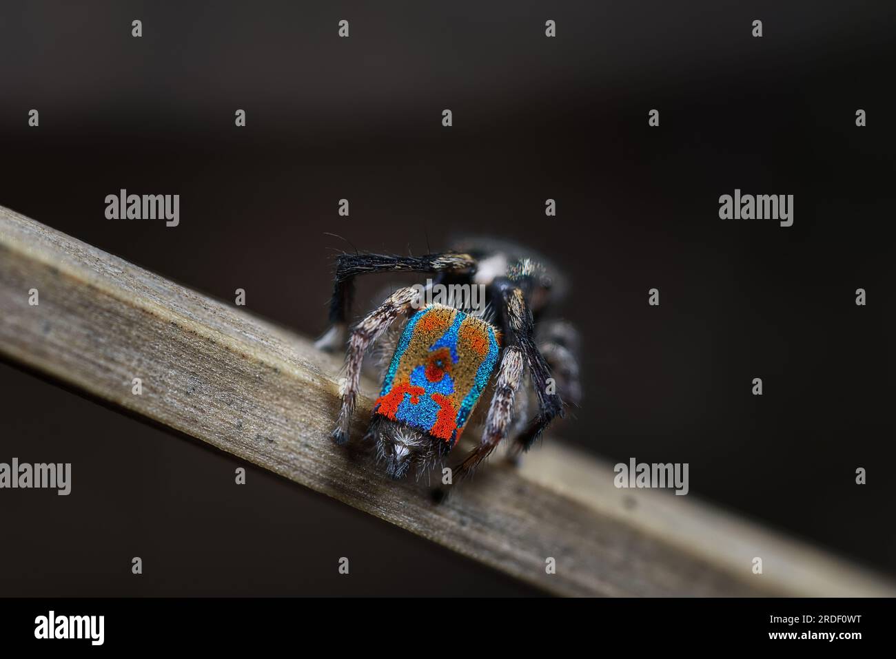 Male Peacock spider, Maratus clupeatus in his breeding colours Stock ...