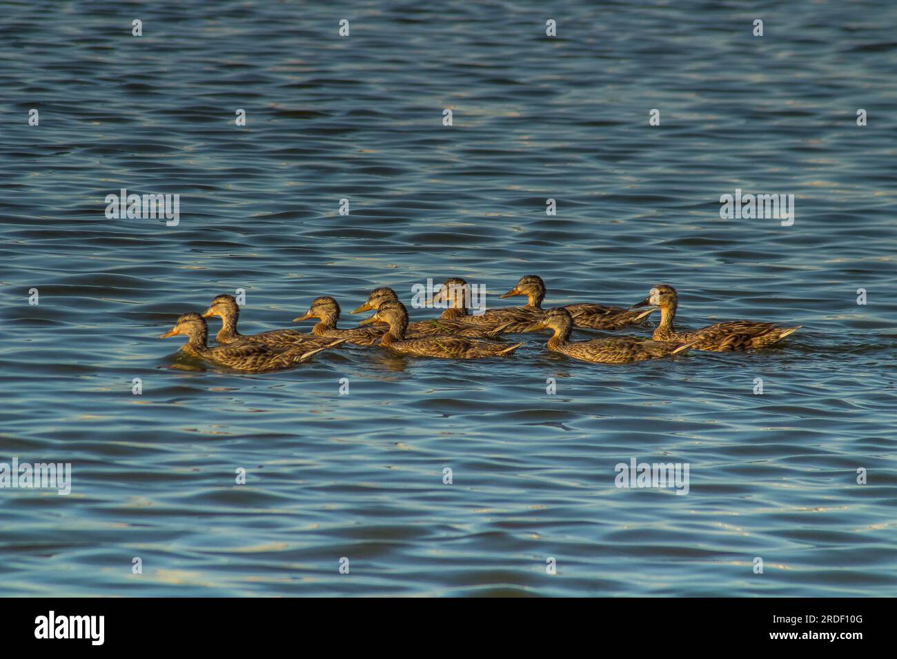Water's Edge Gathering: Group of Mallard Birds Gliding Above Serene ...