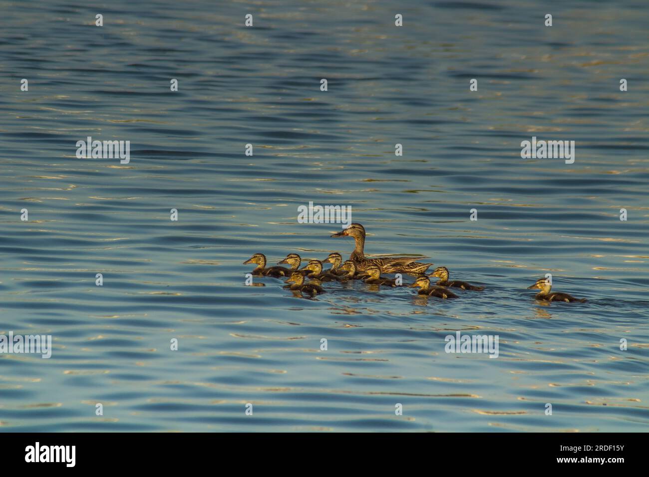 Water's Edge Gathering: Group of Mallard Birds Gliding Above Serene ...