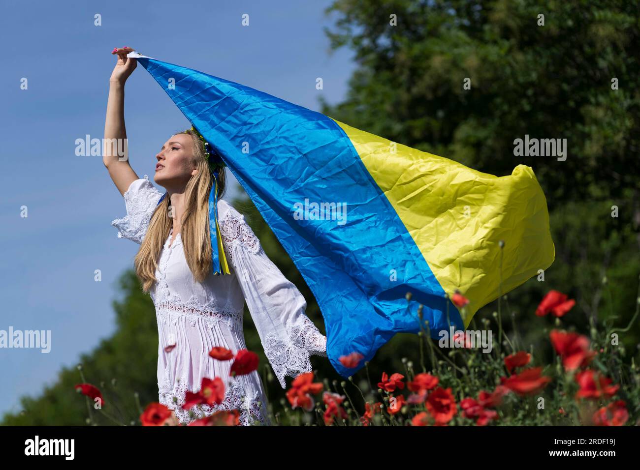 A young blonde Ukrainian woman stands in a field of Red Poppy flowers ...