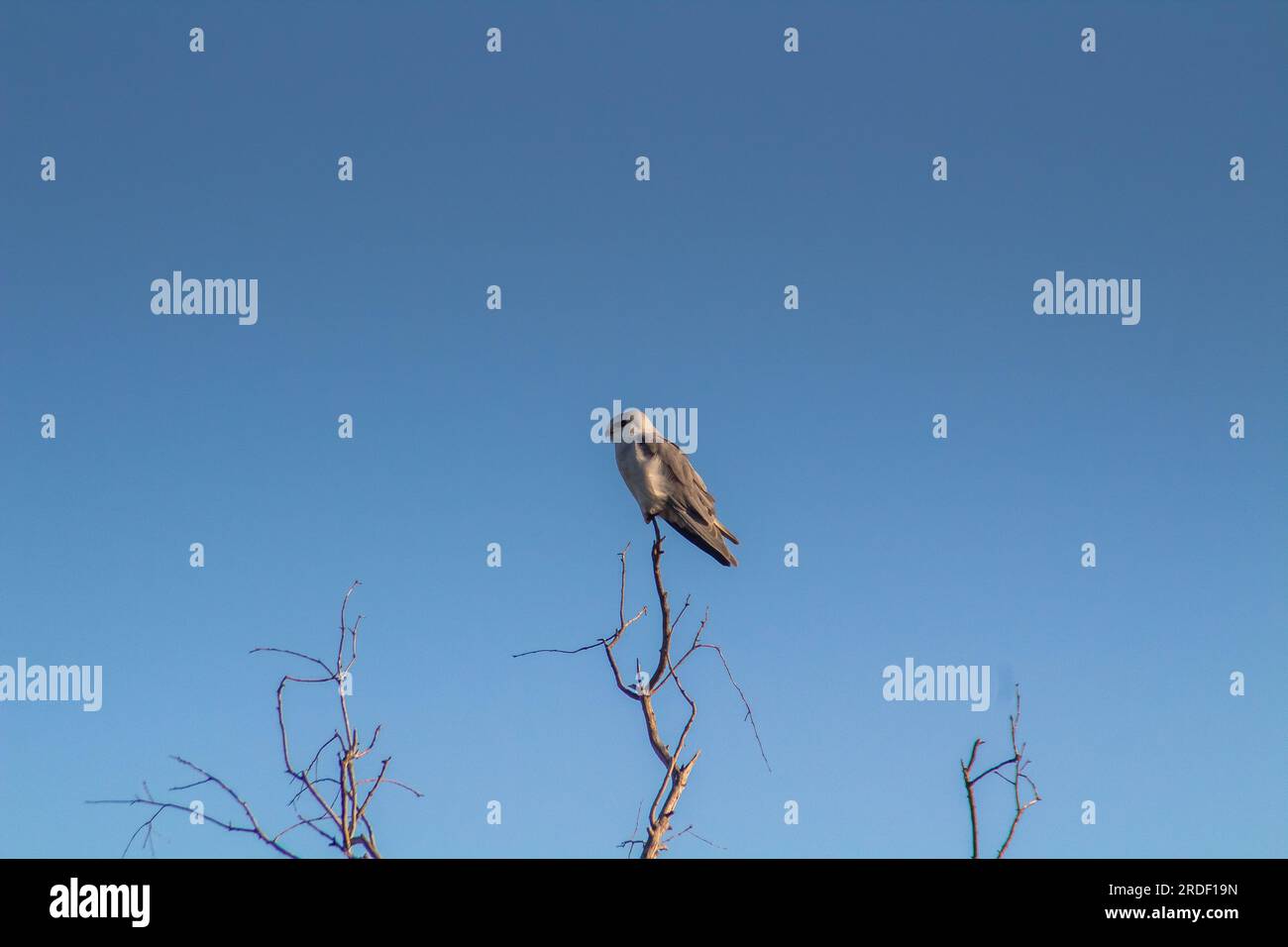 Branch Ballet: Black-winged Kite Birds Gliding Above Tree Branches ...