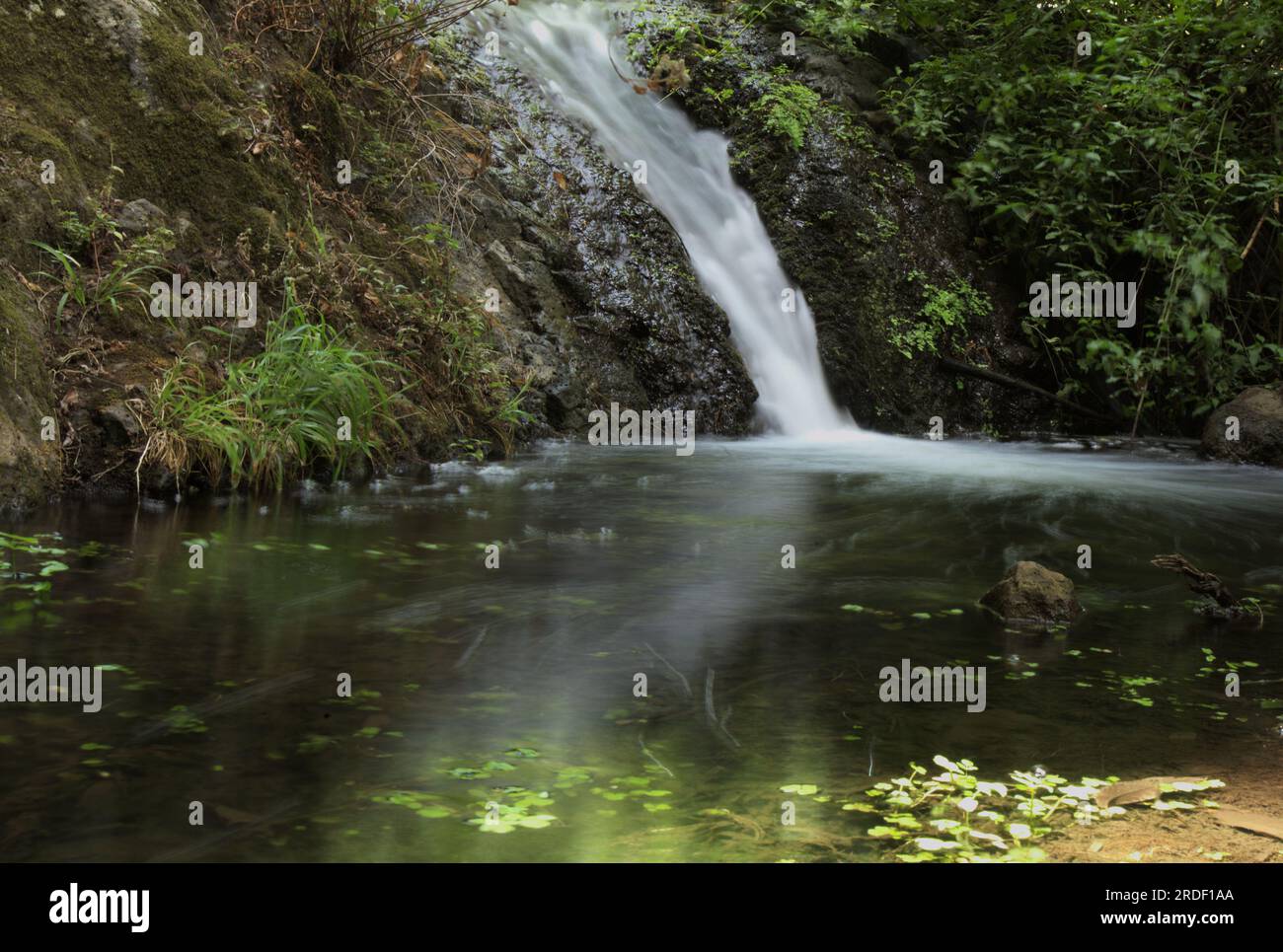 North of Gran Canaria, freshwater running in Barranco de Azuaje ravine ...