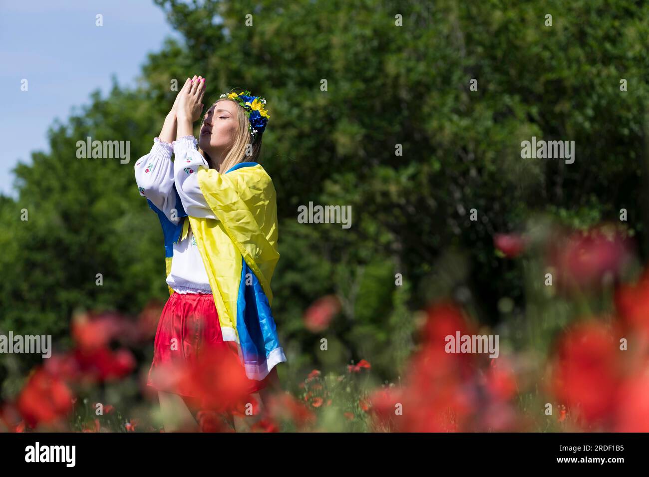 A young blonde Ukrainian woman stands in a field of Red Poppy flowers ...