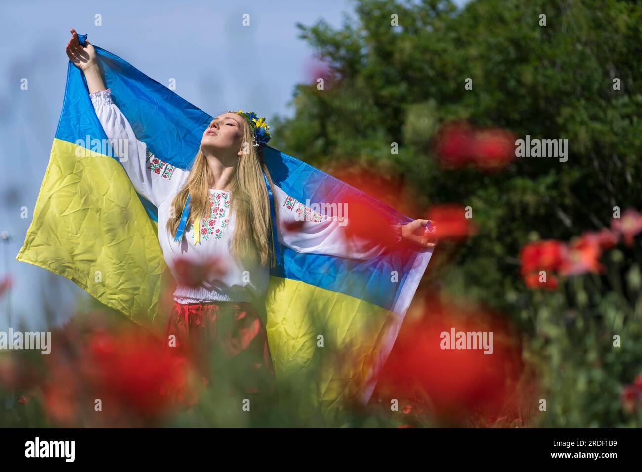 A young blonde Ukrainian woman stands in a field of Red Poppy flowers ...