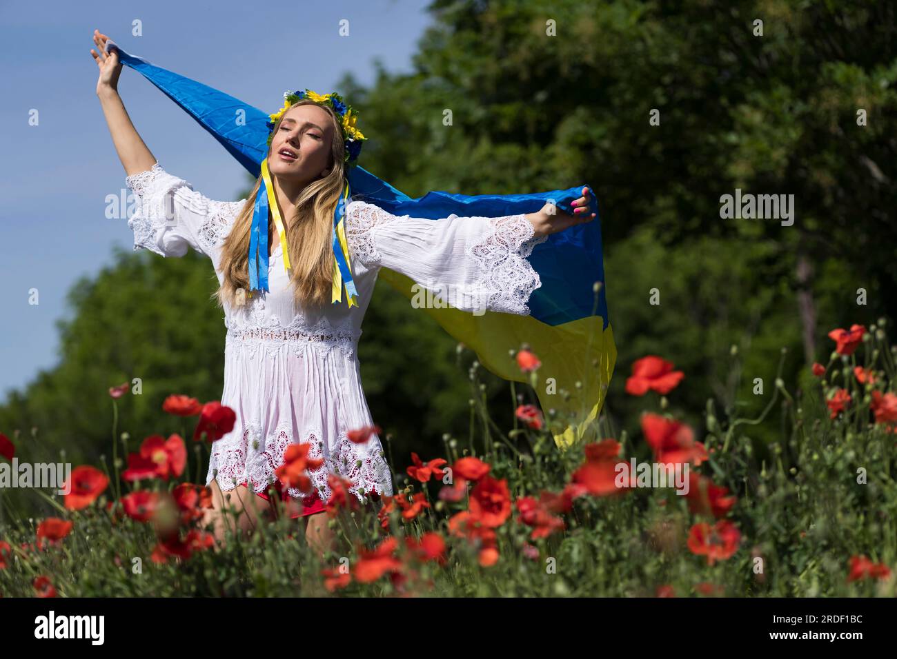 A young blonde Ukrainian woman stands in a field of Red Poppy flowers ...