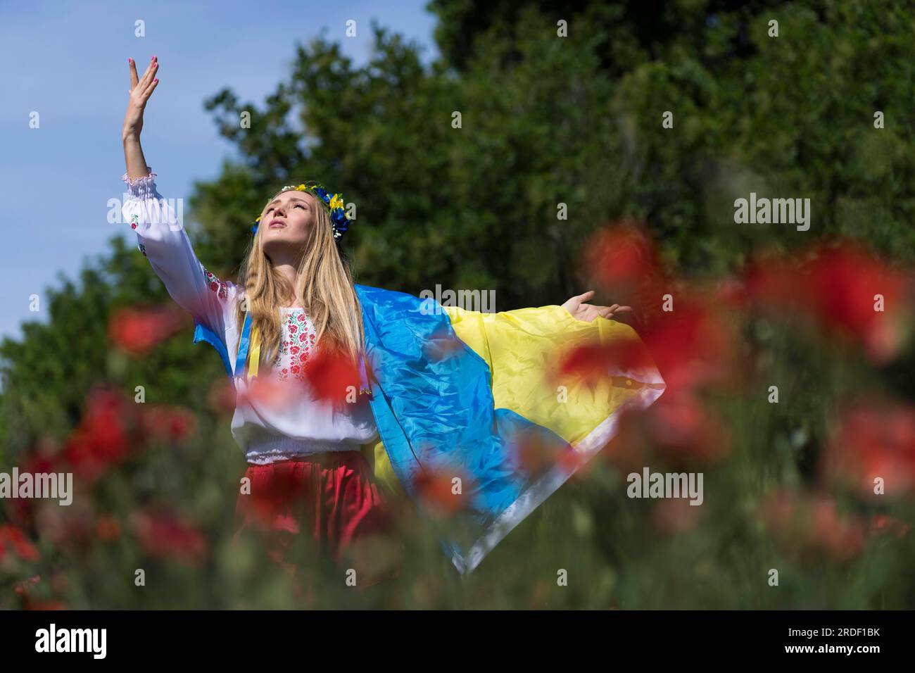 A young blonde Ukrainian woman stands in a field of Red Poppy flowers ...