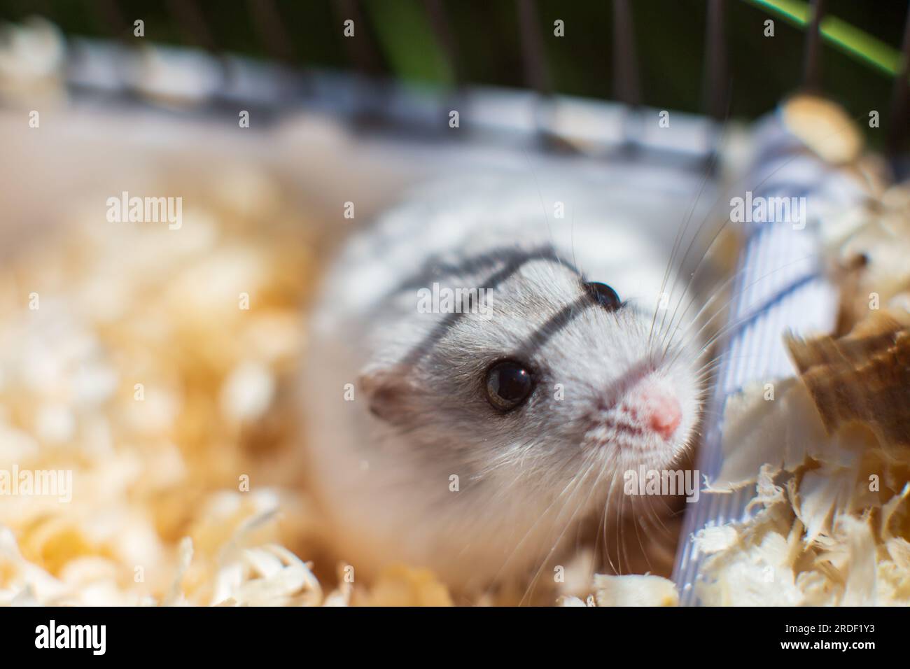 Hamsters With Mustaches