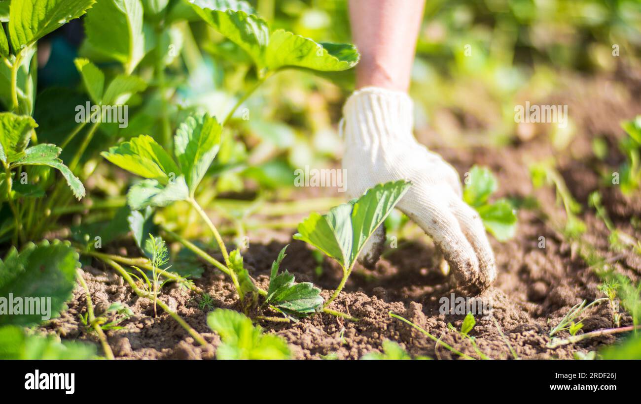 The farmer takes care of the plants in the vegetable garden on the farm ...