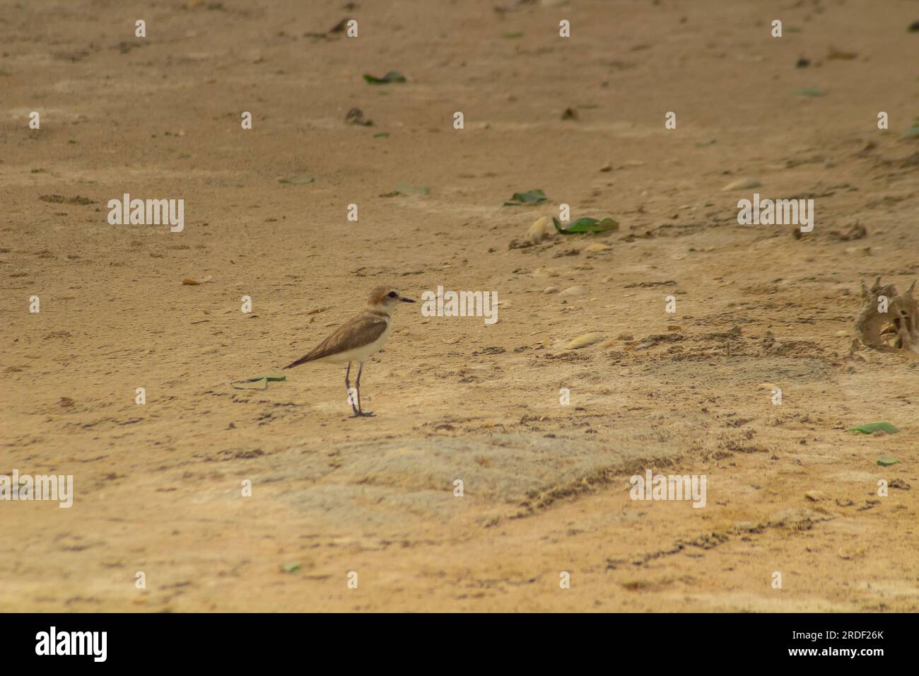 Birds roaming hi-res stock photography and images - Alamy