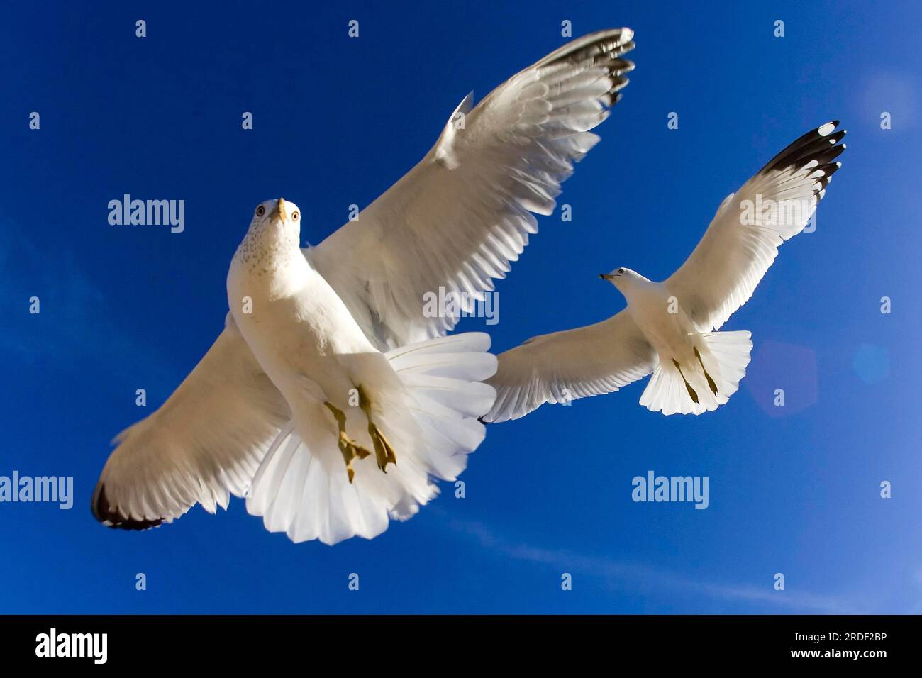 A swarm of seagulls fly overhead looking for food on a beach Stock ...