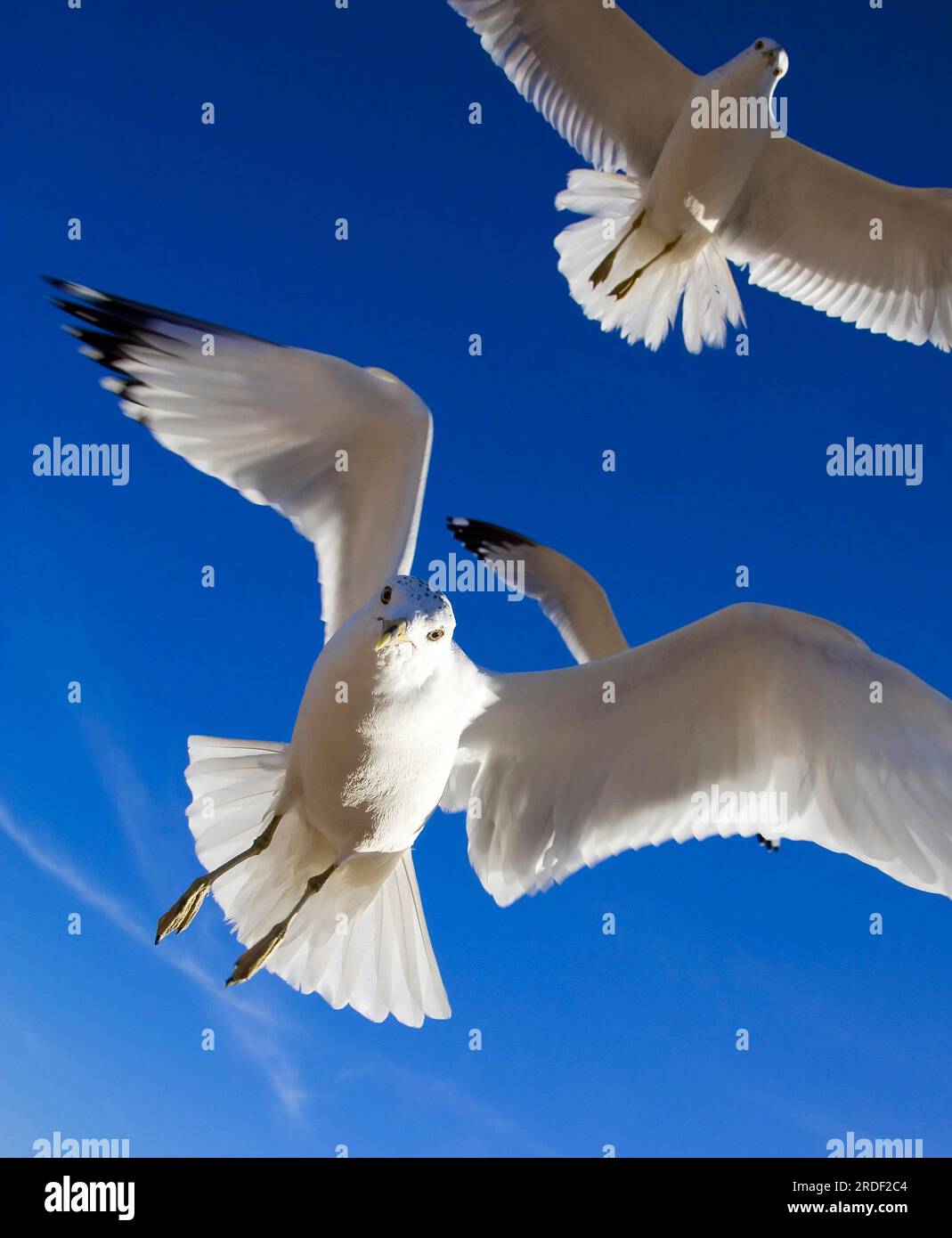 A swarm of seagulls fly overhead looking for food on a beach Stock ...