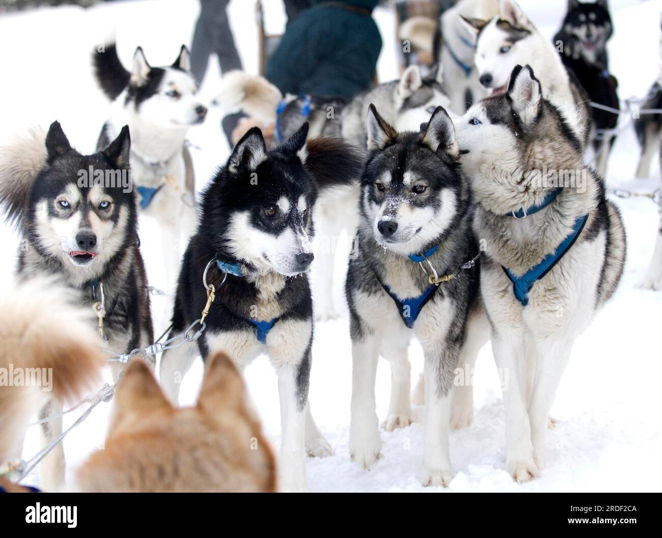 A group of dogs pull a sled through the snow in the American Rockies ...