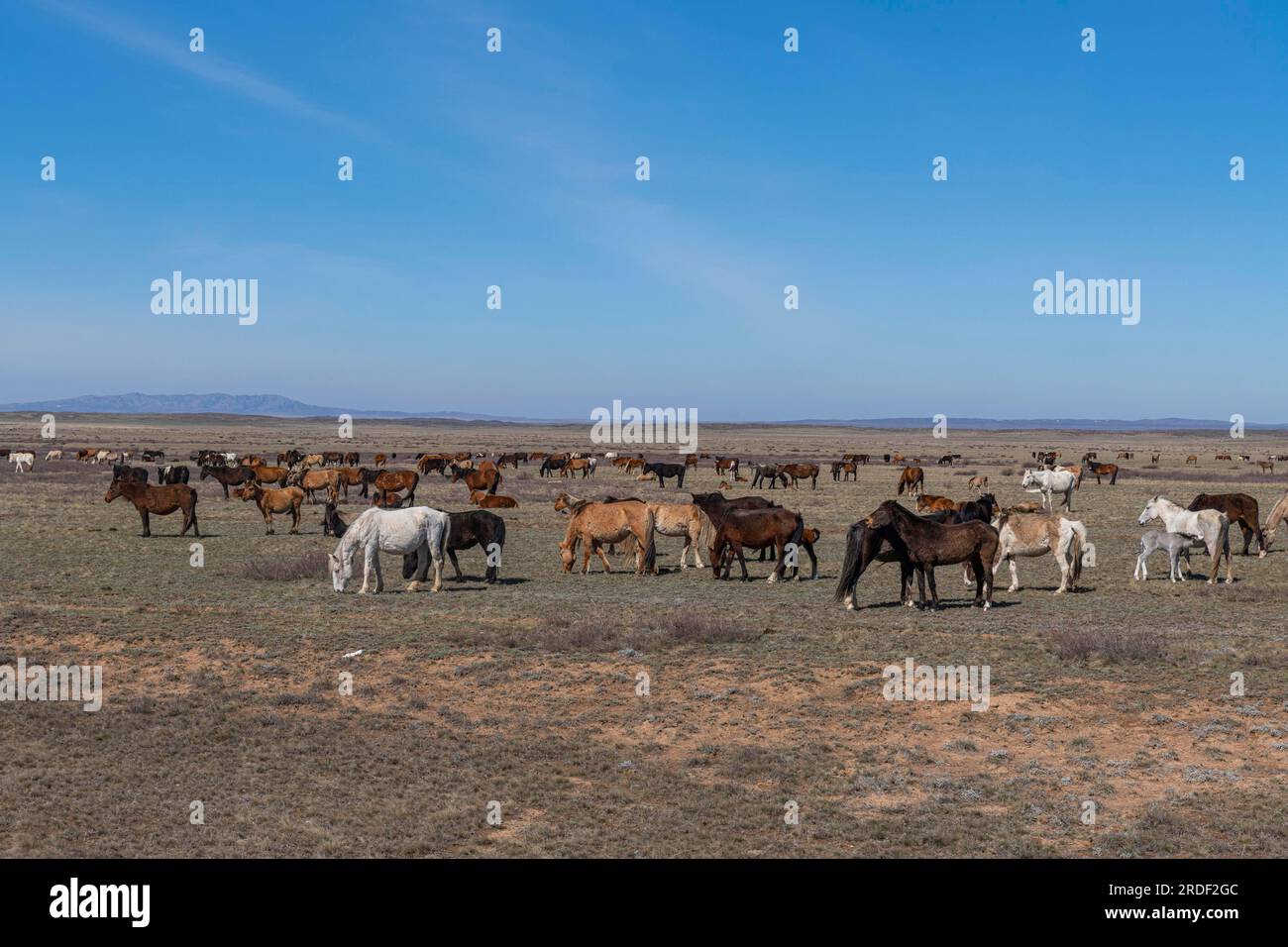 Huge horse herds in eastern Kazakhstan Stock Photo - Alamy