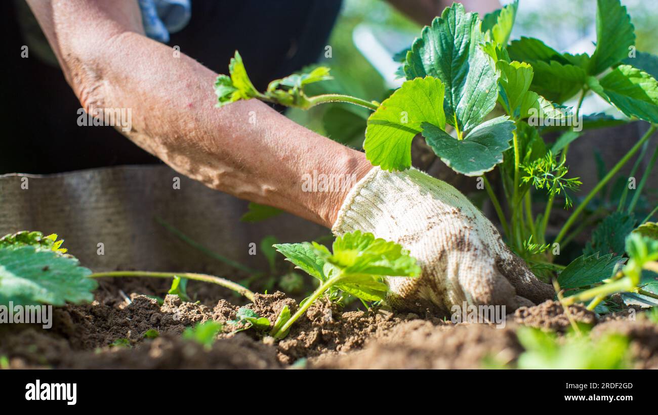 The farmer takes care of the plants in the vegetable garden on the farm ...