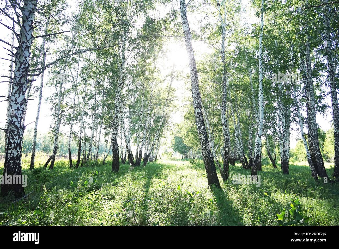 Summer birch forest with sun Stock Photo - Alamy