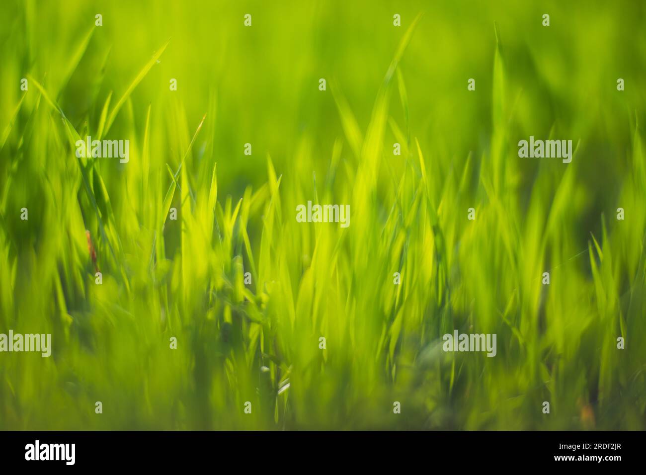 Fresh green grass on a sunny summer day close-up. Beautiful natural ...