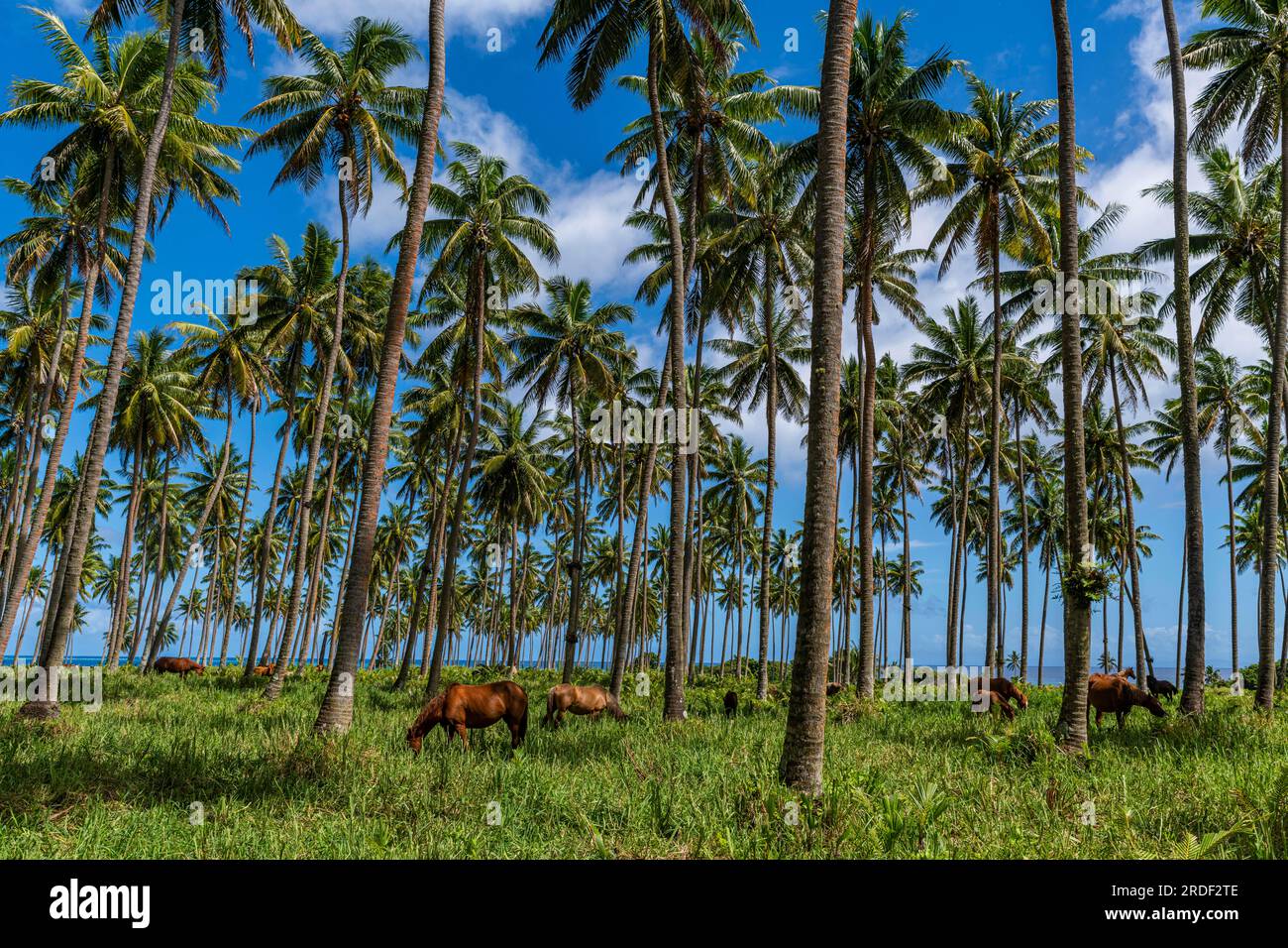 Cows and horses grazing in a Palm grove on the south coast of Taveuni ...