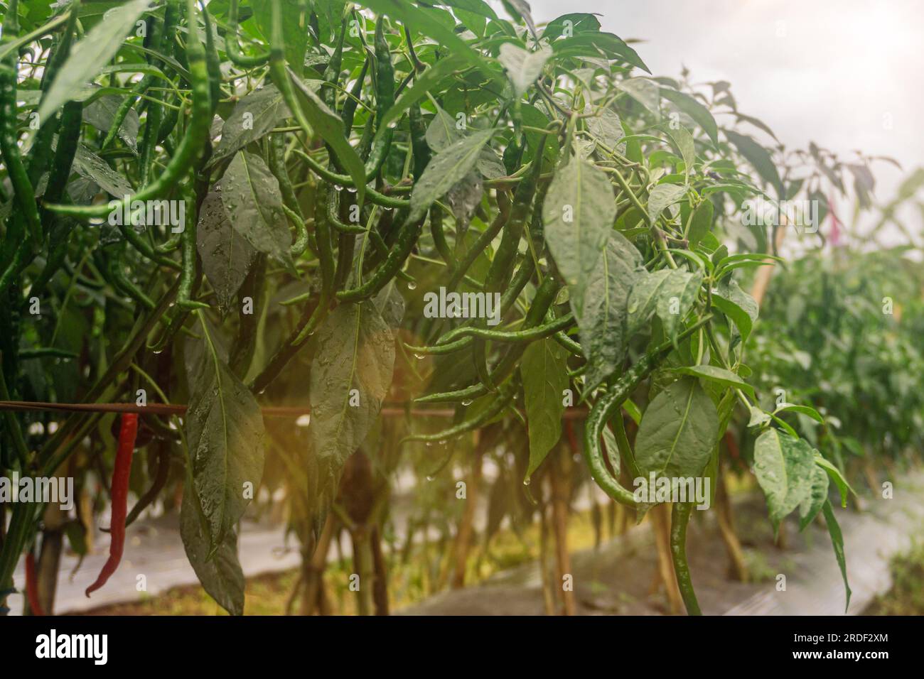 Green chili agriculture field in Indonesia, Green chili plant Stock ...