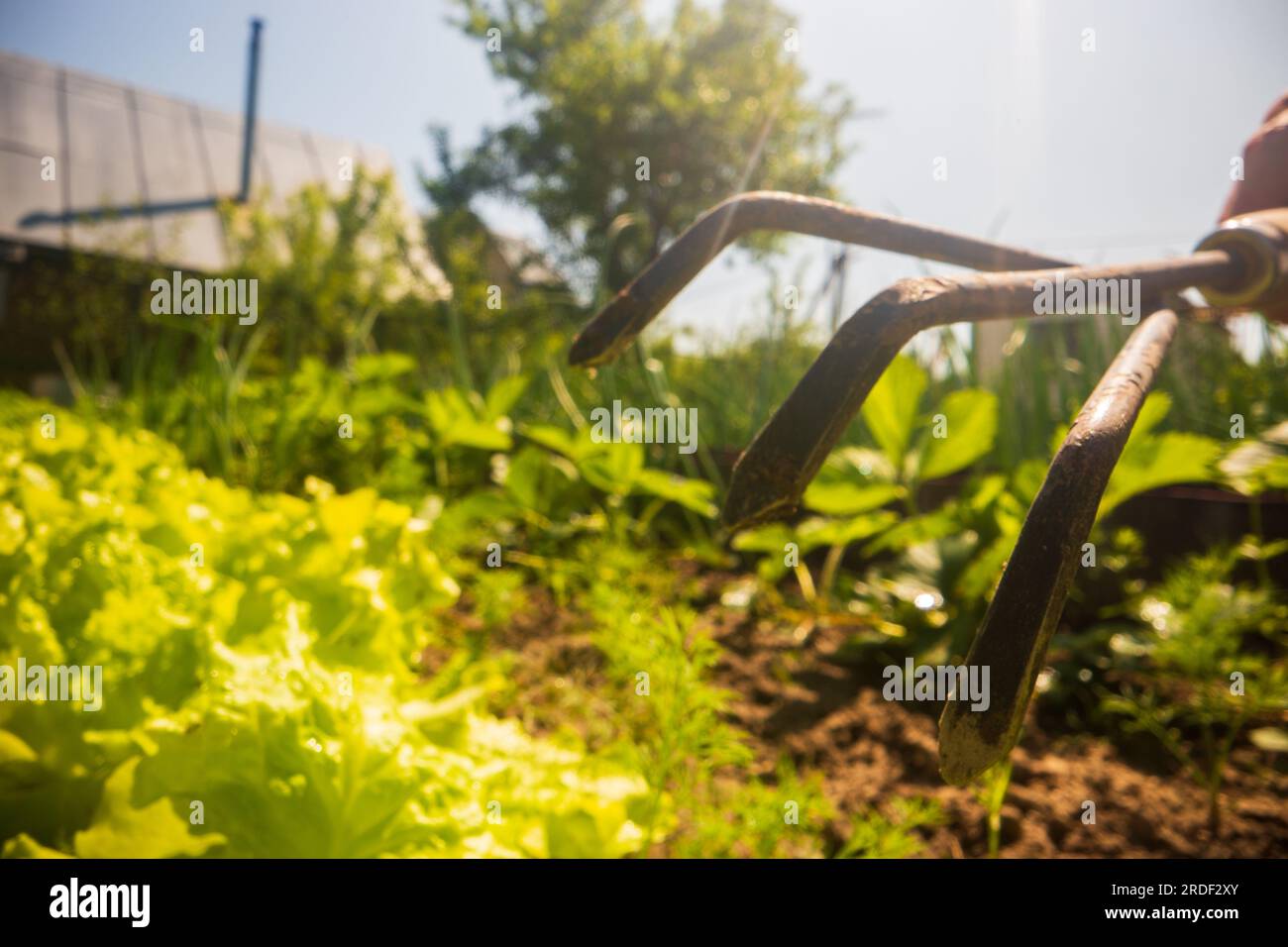 The farmer takes care of the plants in the vegetable garden on the farm ...