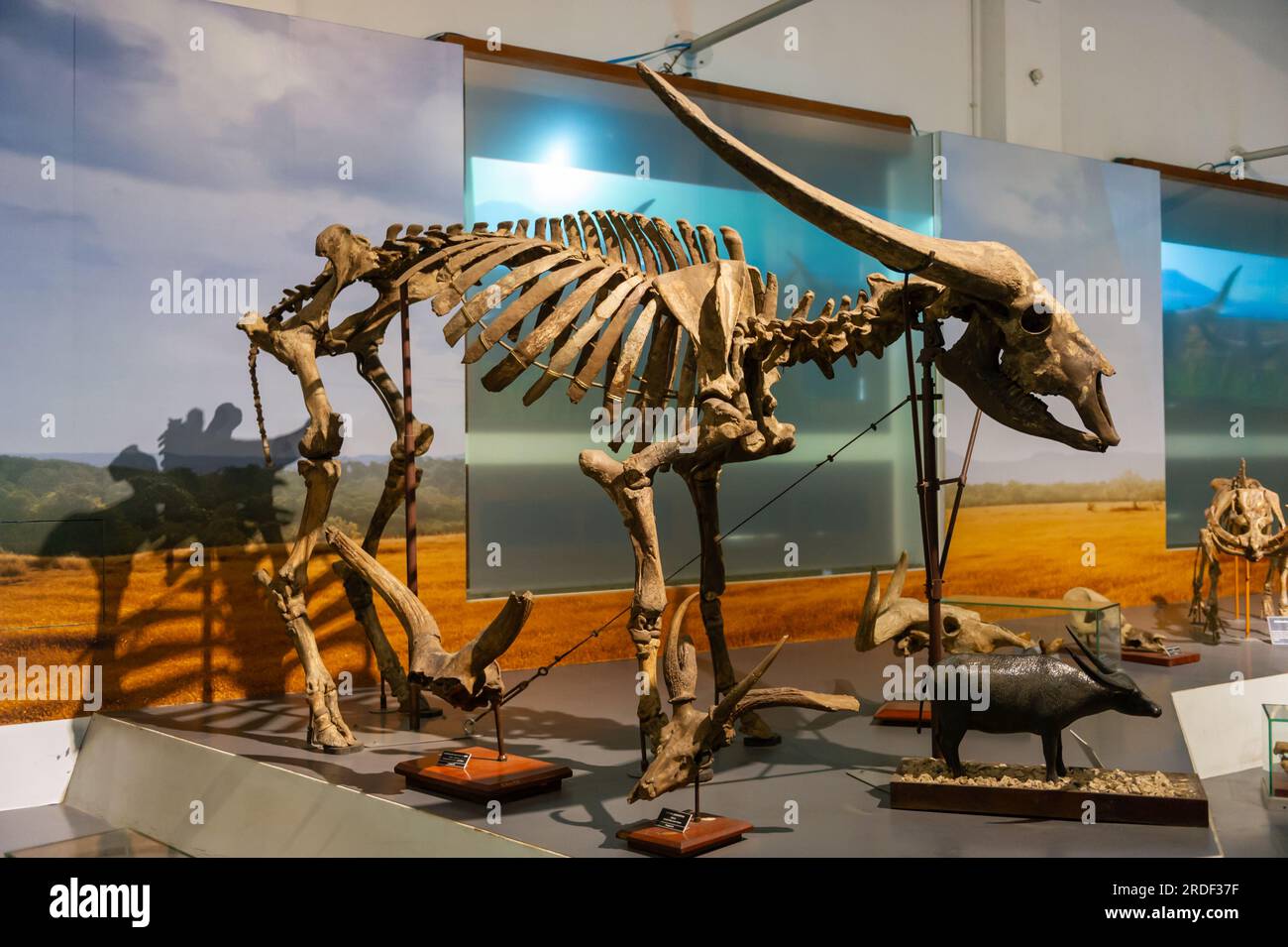 Geologi museum hi-res stock photography and images - Alamy